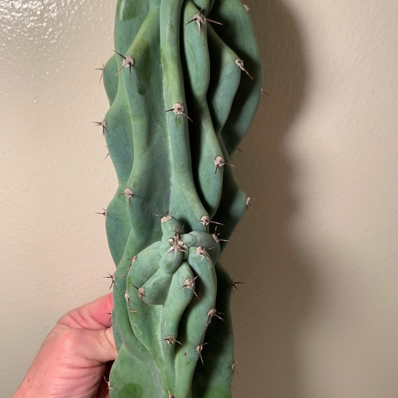 Accents | Very Rare Blue Monstrose Night Blooming Cactus | Poshmark